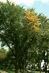Dutch Elm Disease - Arbour Crest